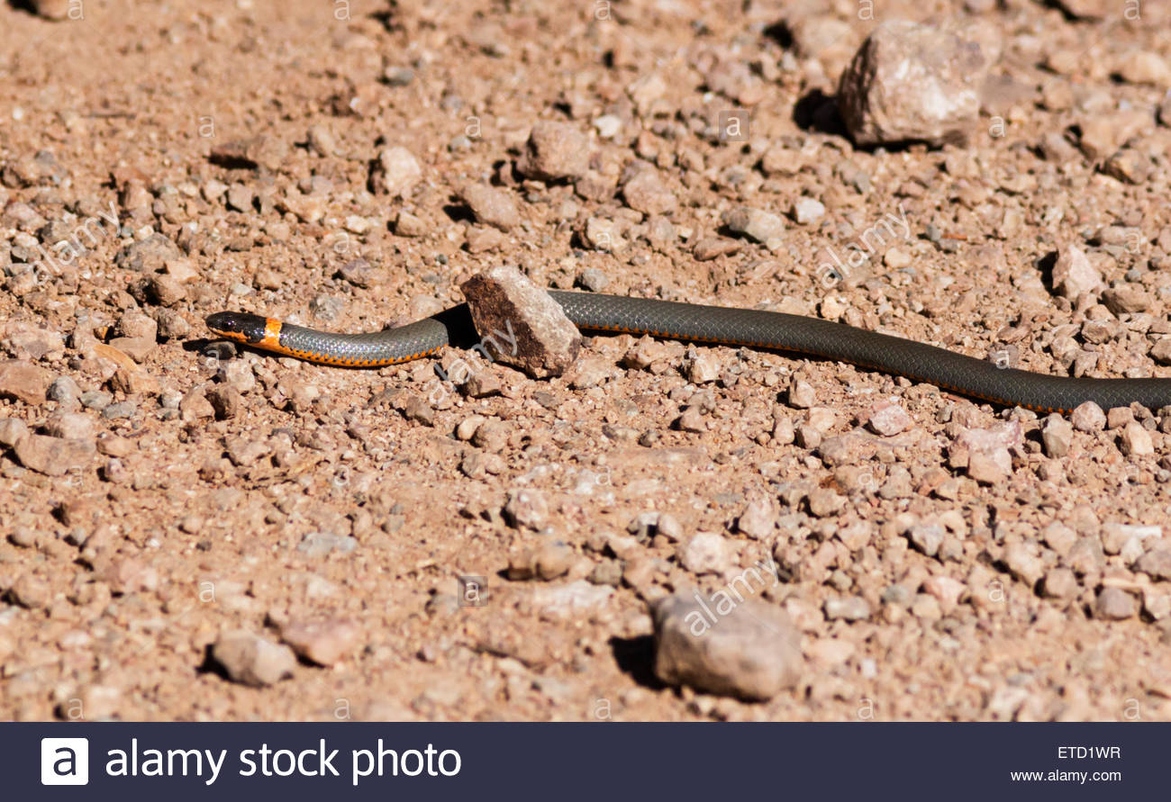Diadophis Punctatus High Resolution Stock Photography and Images - Alamy