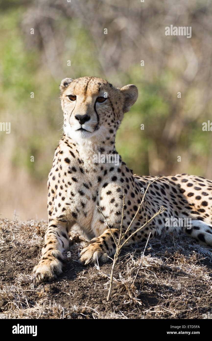 Cheetah female acinonyx jubatus phinda hi-res stock photography and ...