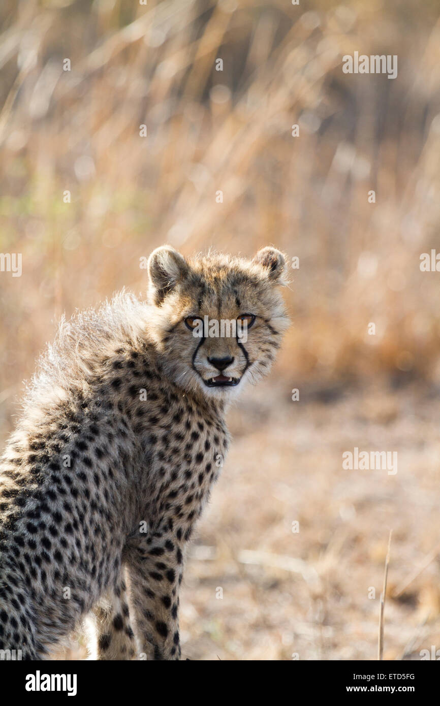 Young cheetah cub at Phinda Private Game Reserve, South Africa Stock ...