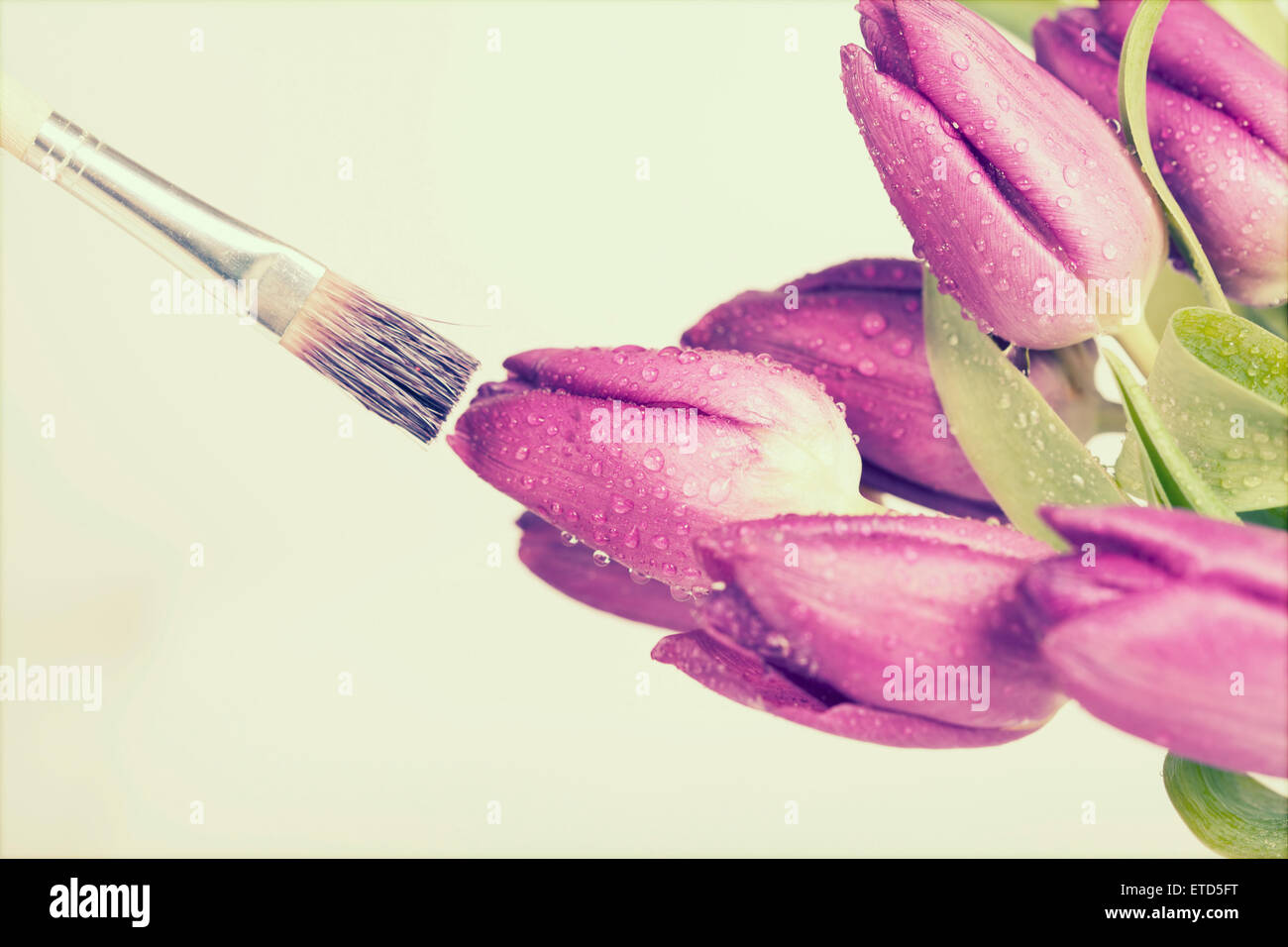 Purple tulip painting hi-res stock photography and images - Alamy