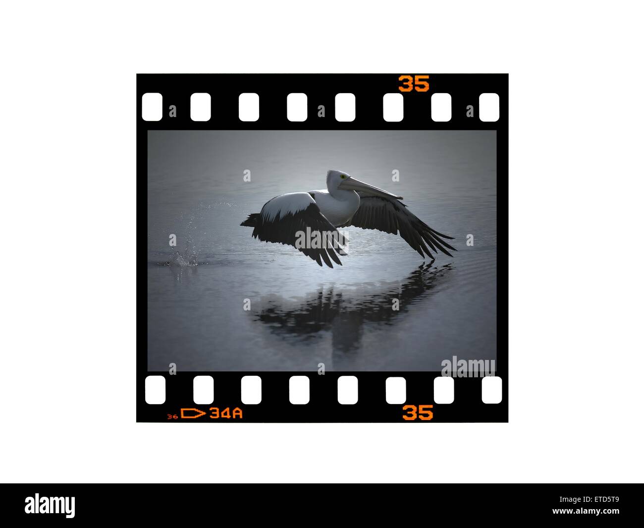 Photographic negatives isolated against a white background Stock Photo ...