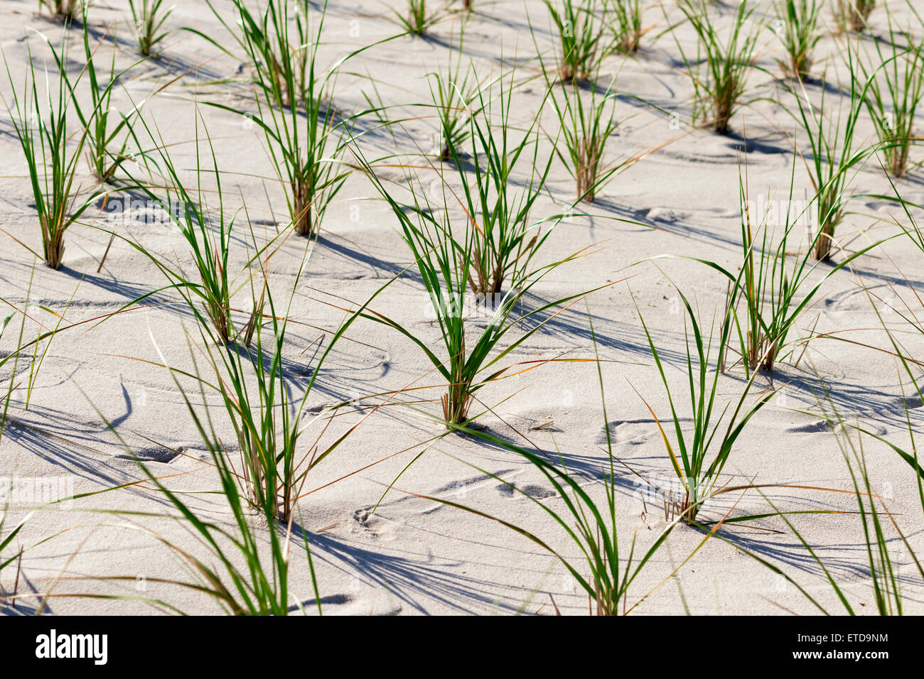 Grass and white sand dunes on the beach on a hot summer afternoon Stock ...