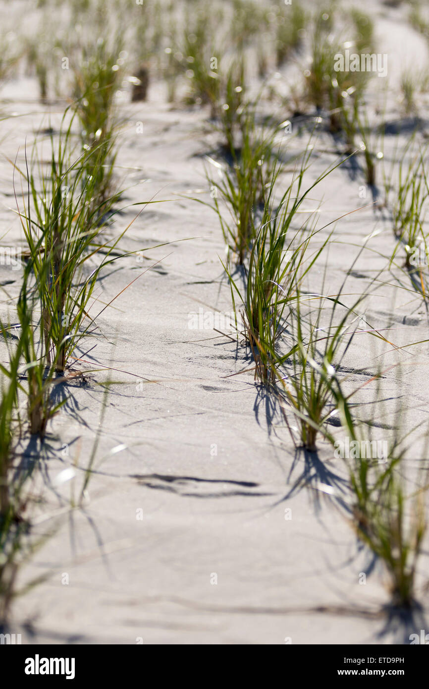 Grass and white sand dunes on the beach on a hot summer afternoon Stock ...