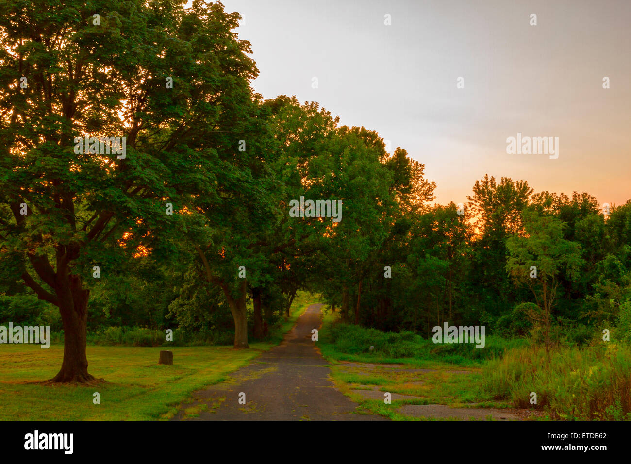 Foresty landscape hi-res stock photography and images - Alamy