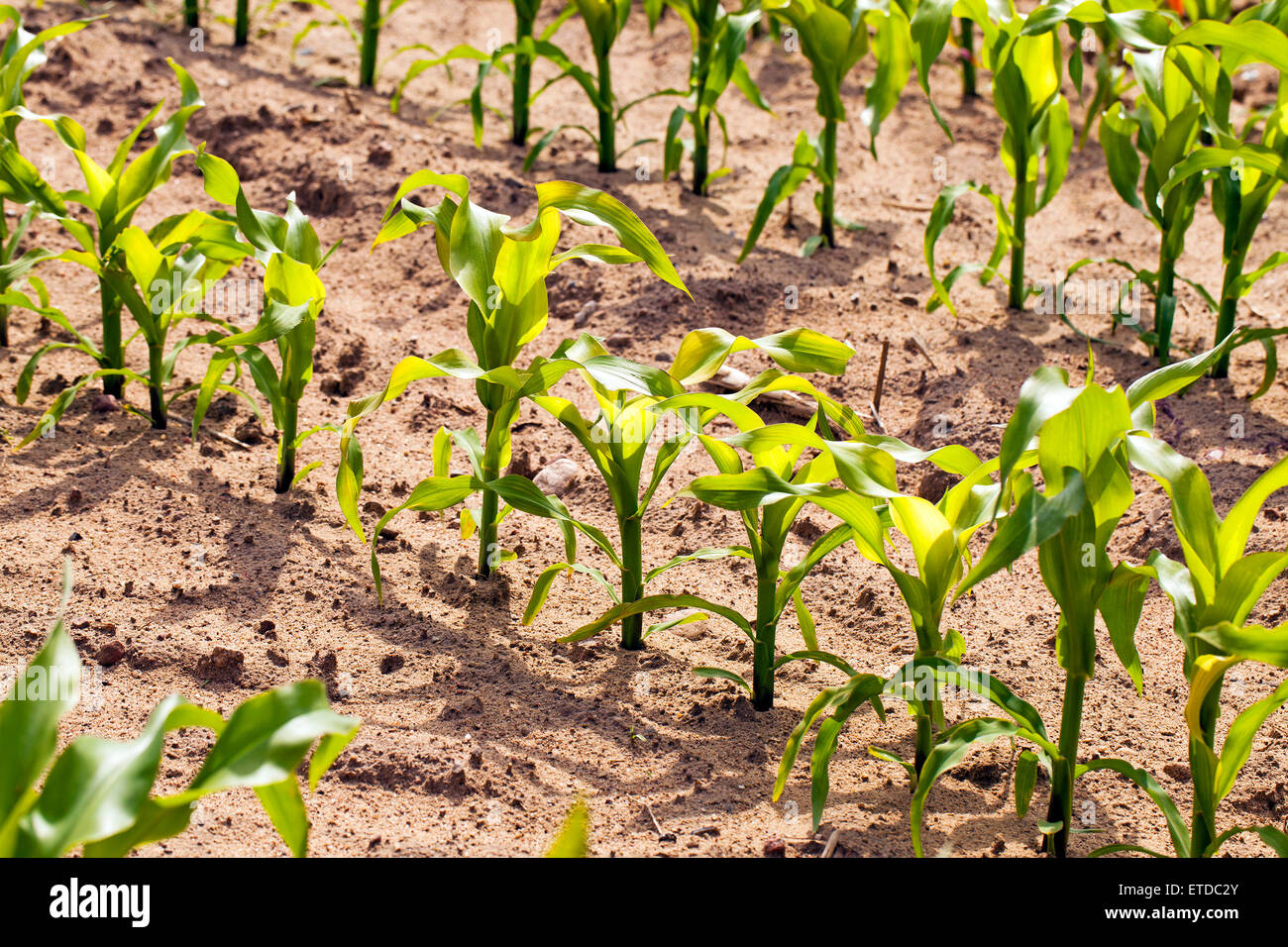Corn stalk pattern hi-res stock photography and images - Alamy