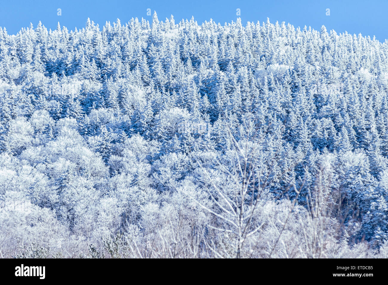 White Mountains National Forest, New Hampshire Stock Photo - Alamy