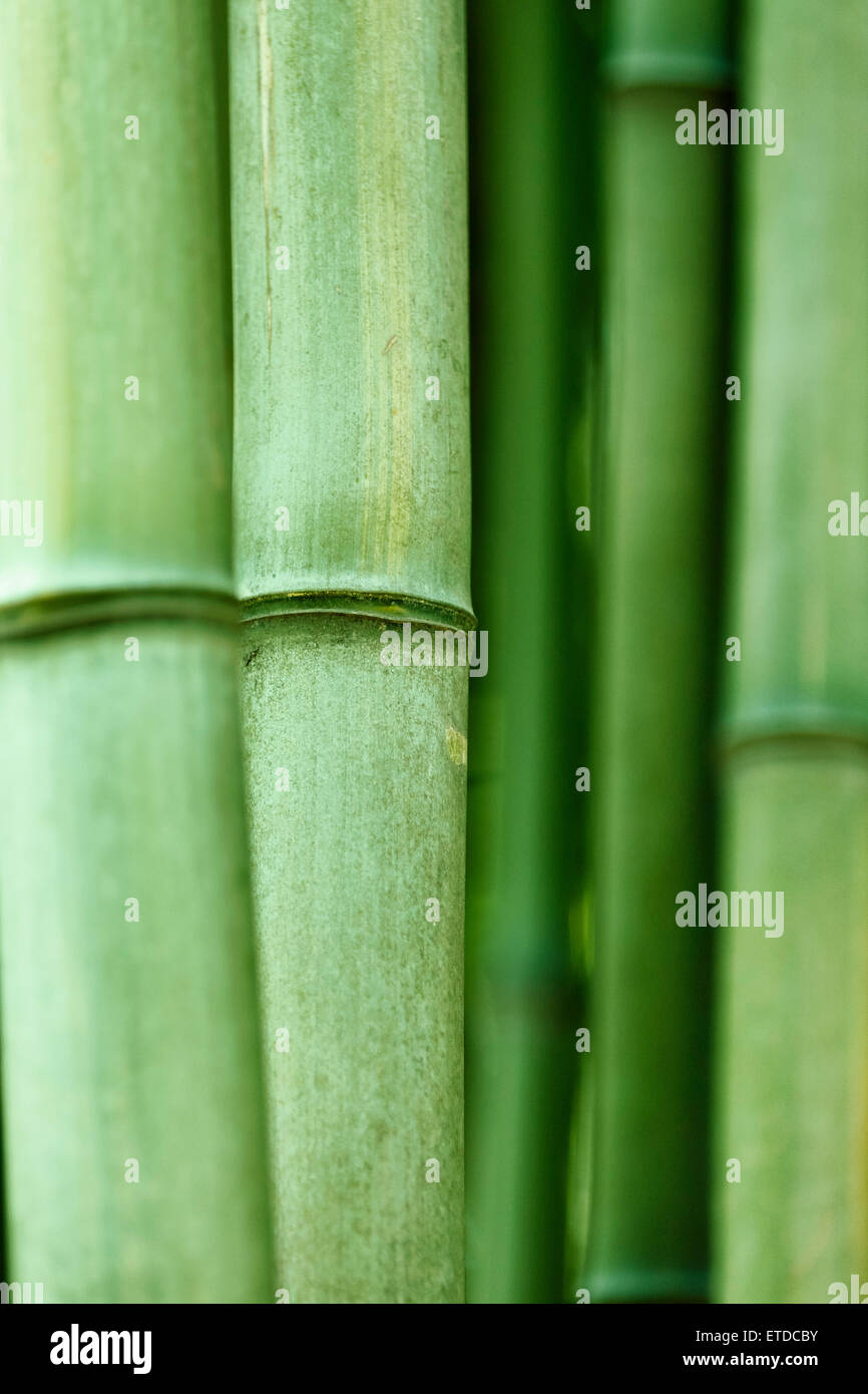 Bamboo tree stock hi-res stock photography and images - Alamy