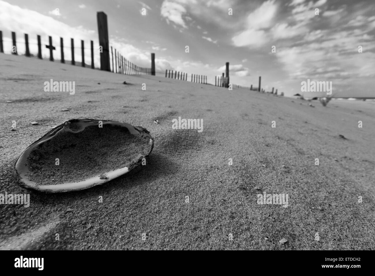 Tropical beach shells in Black and White Stock Photos & Images - Alamy