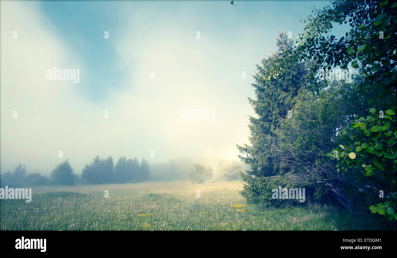 Foggy summer morning in the mountain Stock Photo - Alamy