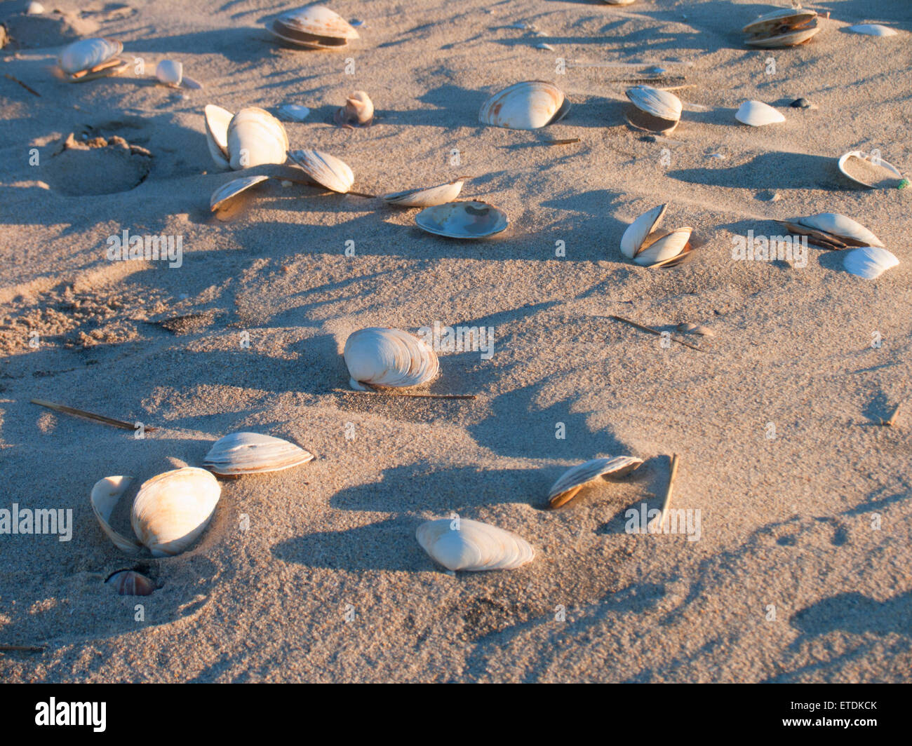 Atlantic surf clam hi-res stock photography and images - Alamy