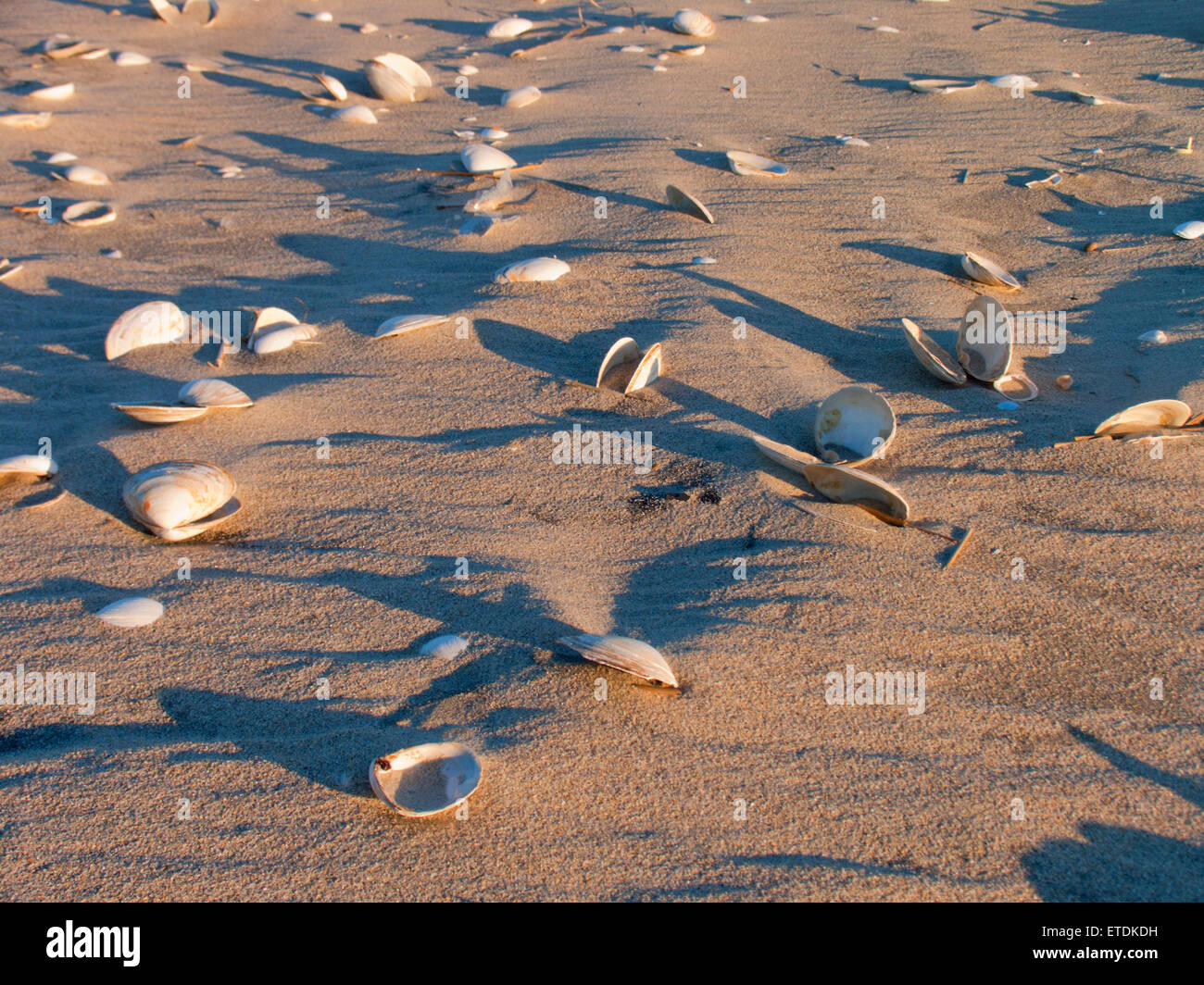 Atlantic surf clam hi-res stock photography and images - Alamy
