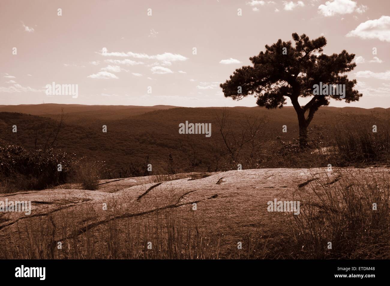 Tree landscape in sepia Stock Photo - Alamy