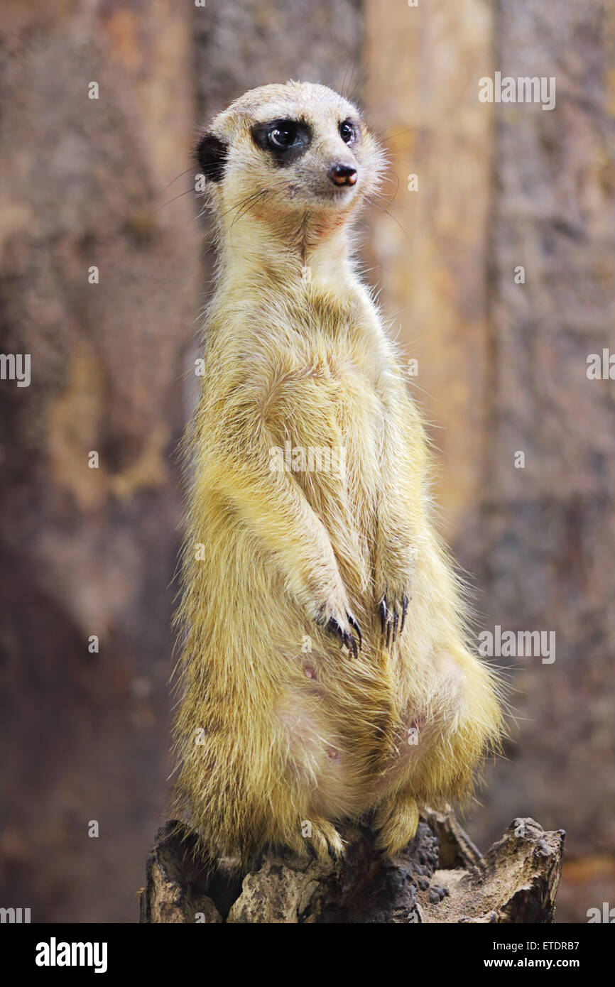 Mongoose stand hi-res stock photography and images - Alamy