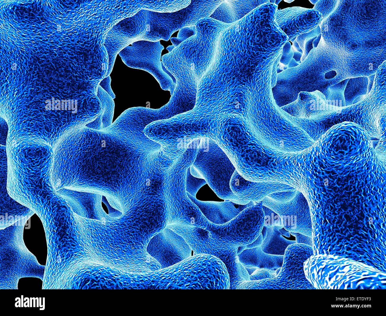 Bone trabeculae spongy hi-res stock photography and images - Alamy