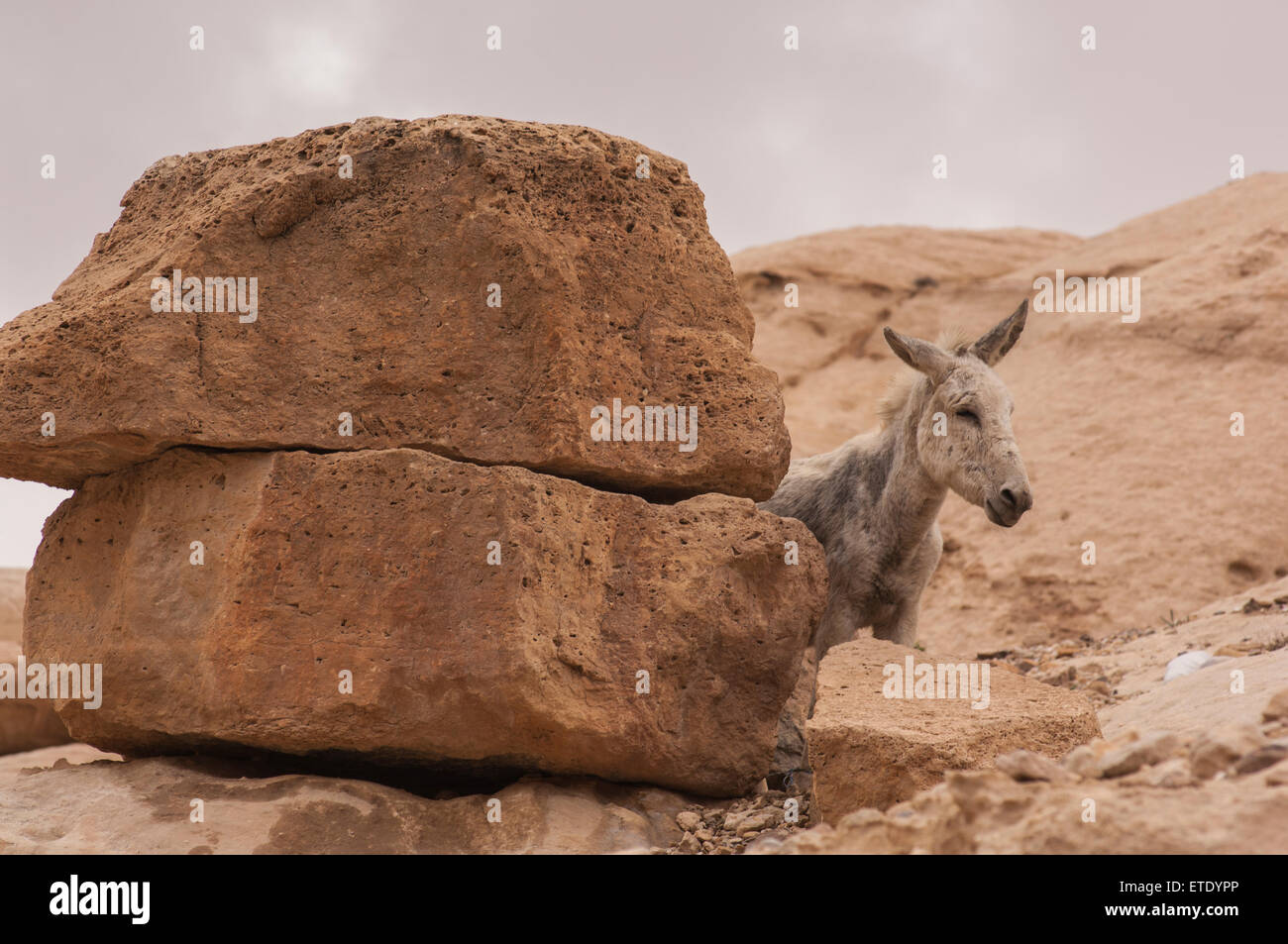 Donkey behind a rock in Petra, Jordan Stock Photo - Alamy