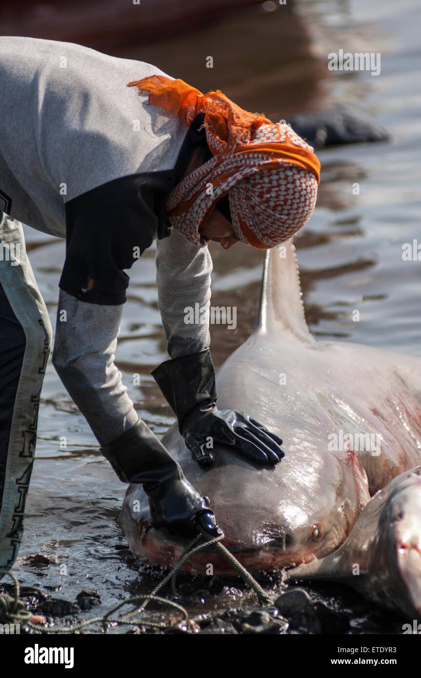 MUSCAT/OMAN 15TH JANUARY 2007 - Omani fisherman drags a shark ashore ...