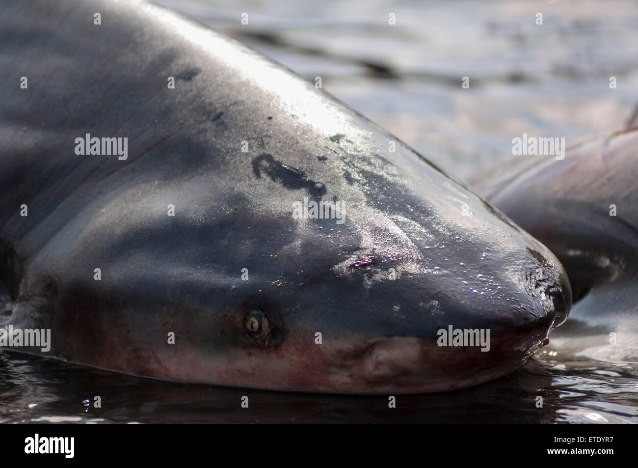 Close up shot of caught shark on a beach in Muscat, Oman Stock Photo ...