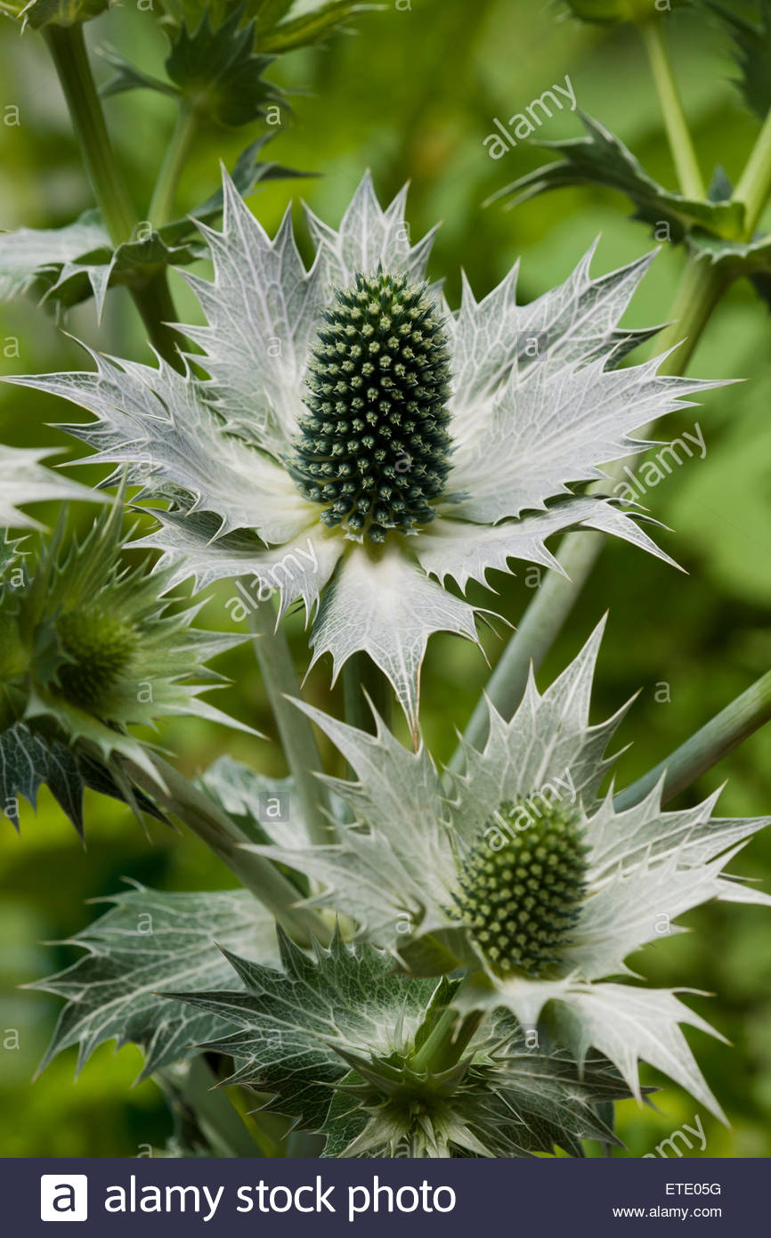 Silver Ghost Stock Photos & Silver Ghost Stock Images - Alamy
