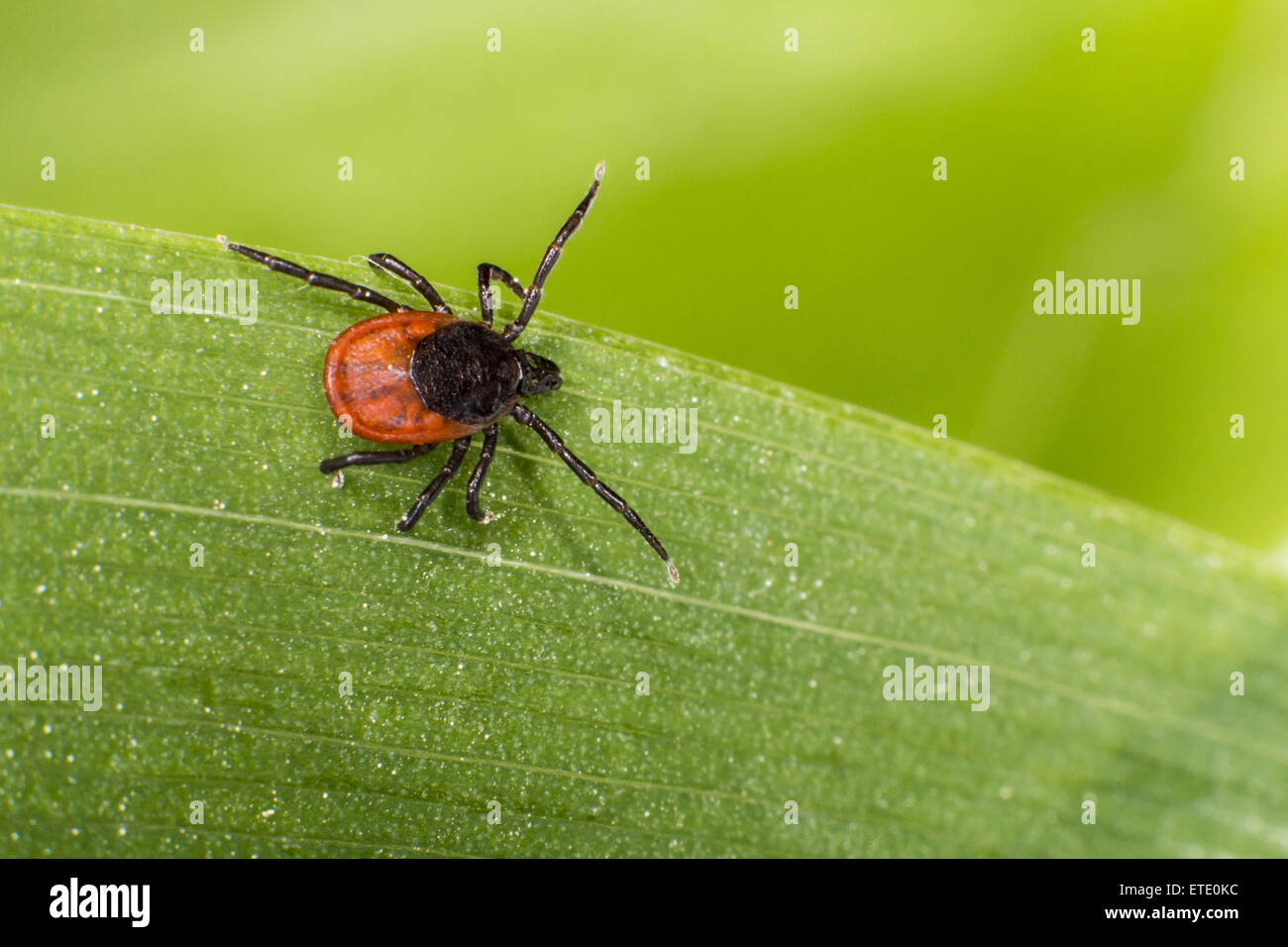 The castor bean tick (Ixodes ricinus Stock Photo - Alamy