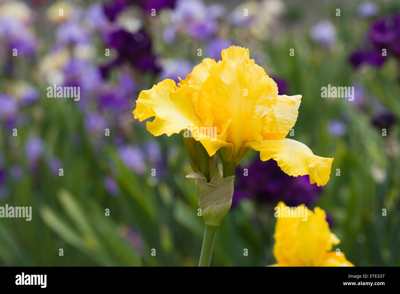 Bearded iris uk garden hi-res stock photography and images - Alamy