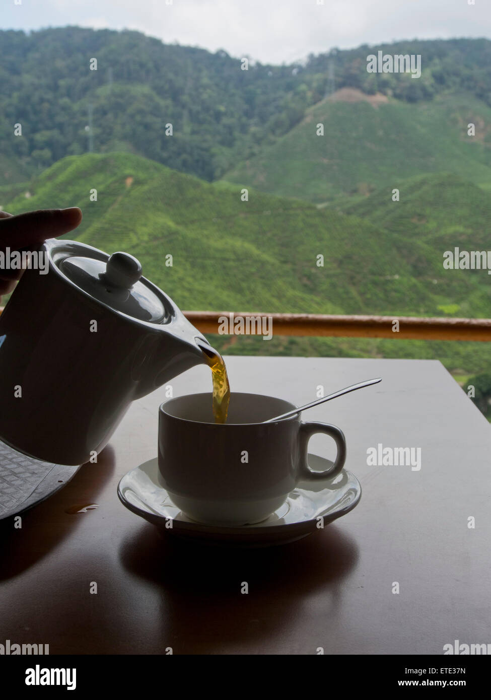 Visitor pouring a cup of tea at at a plantation in the Cameron ...