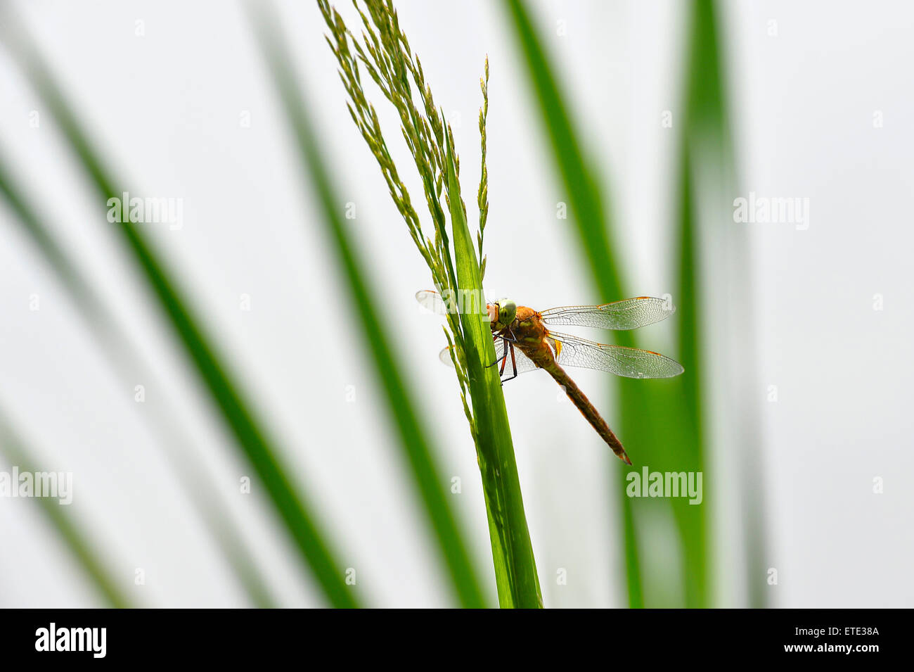 Helicopter insects hi-res stock photography and images - Alamy