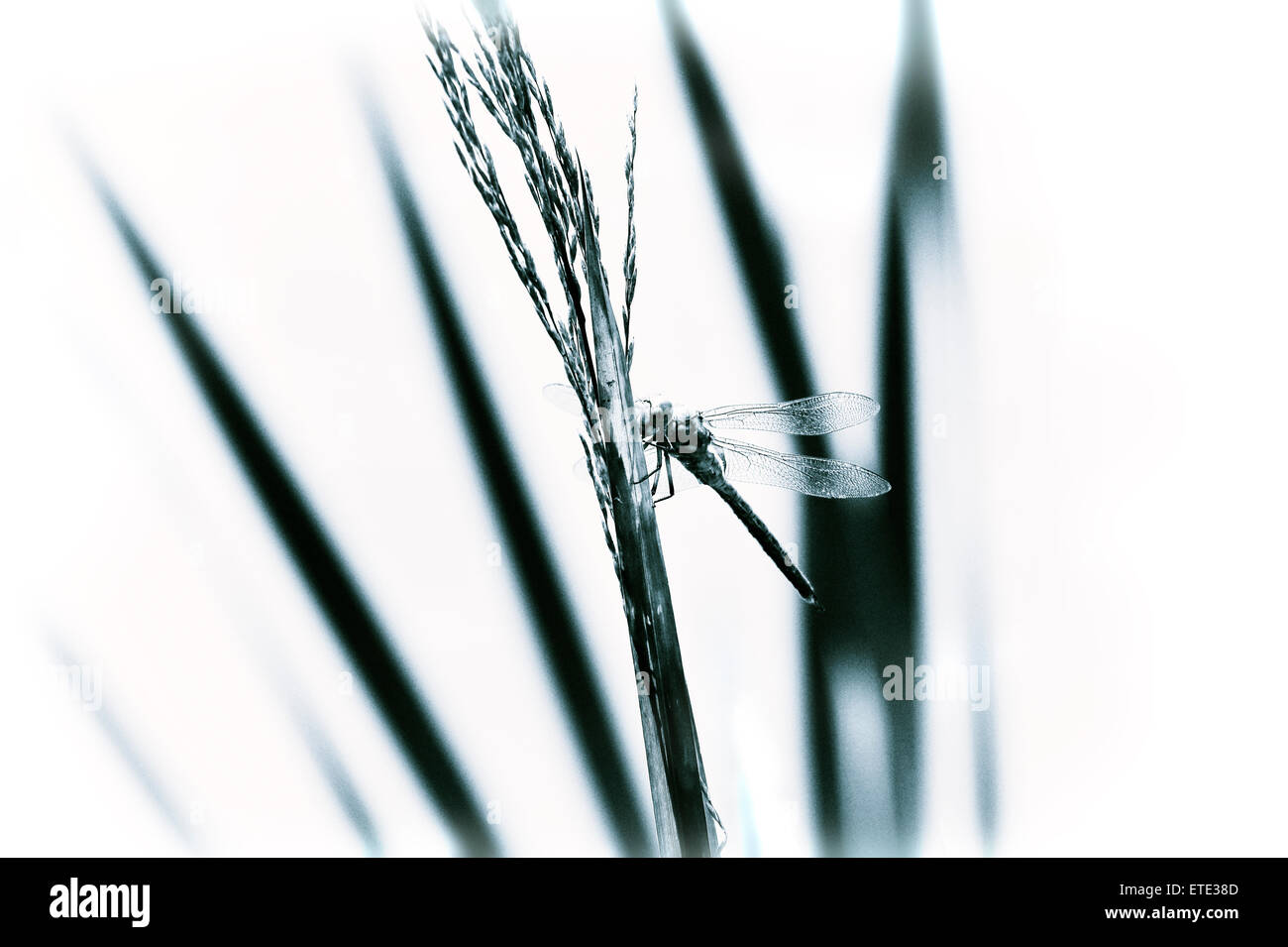 Vintage insects hi-res stock photography and images - Alamy