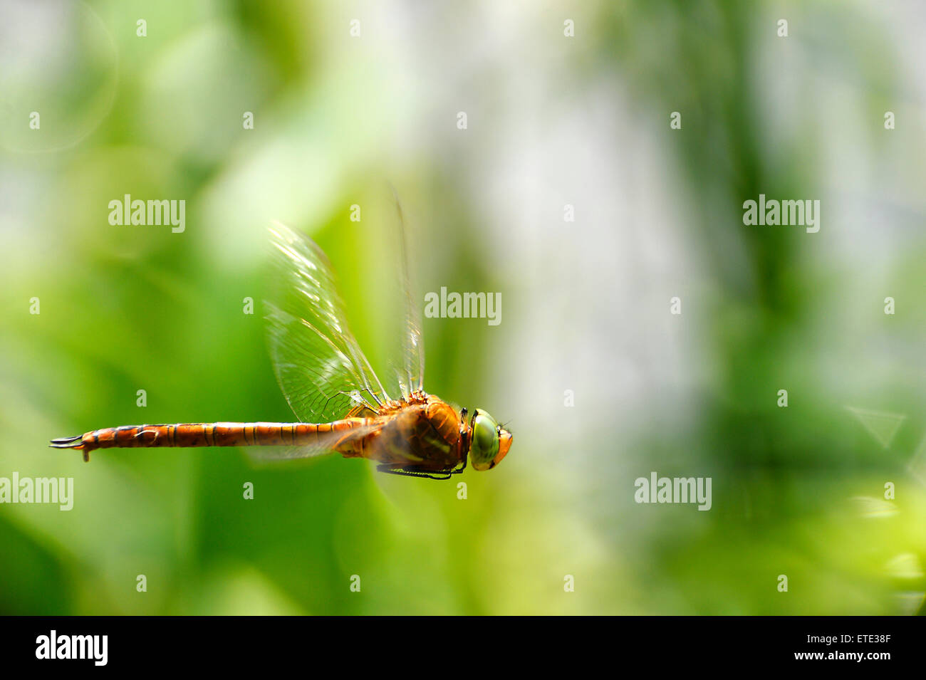 Dragonfly with wings in motion hi-res stock photography and images - Alamy