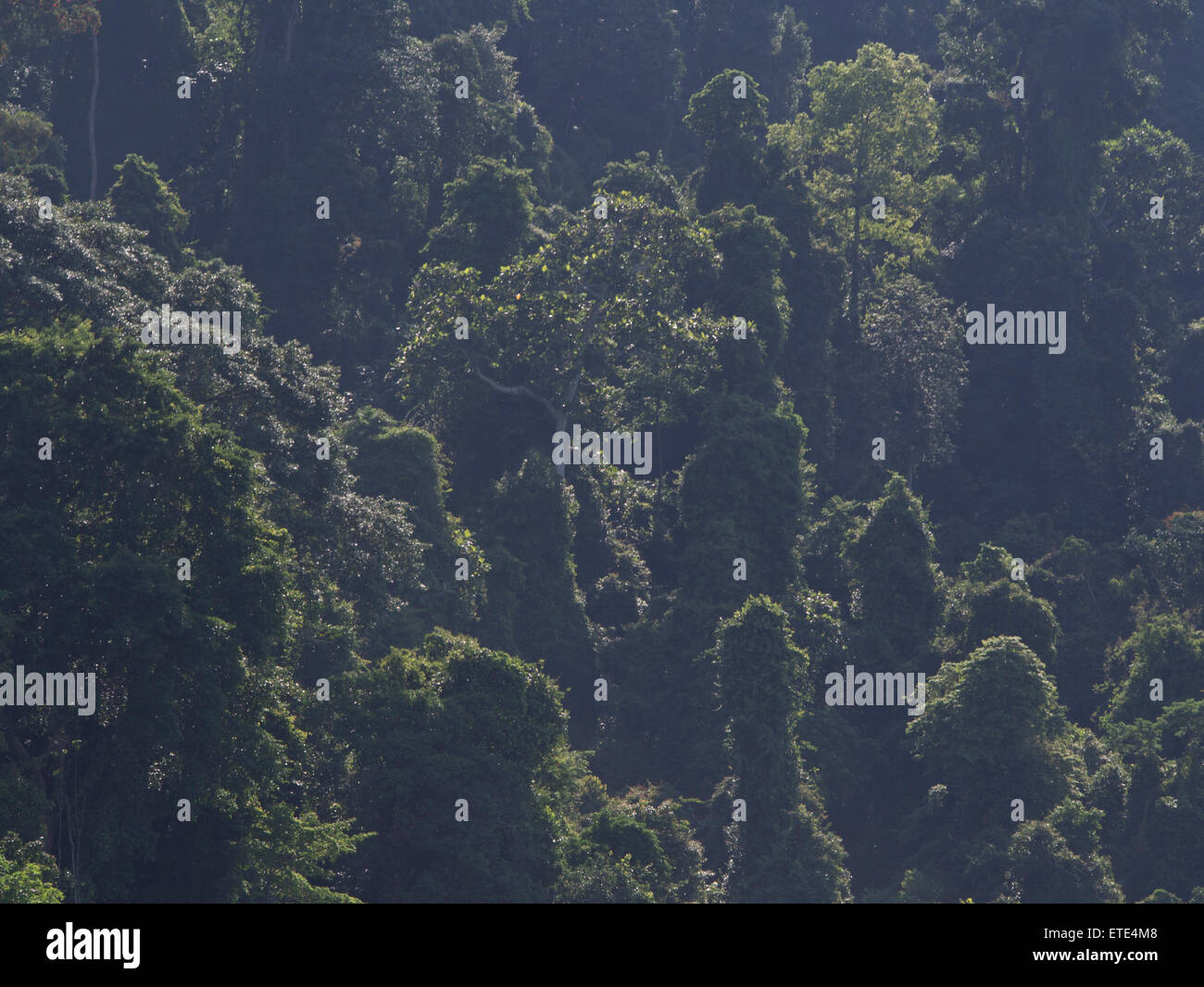 Rainforest in the Taman Negara Pulau Pinang nature reserve in Penang ...