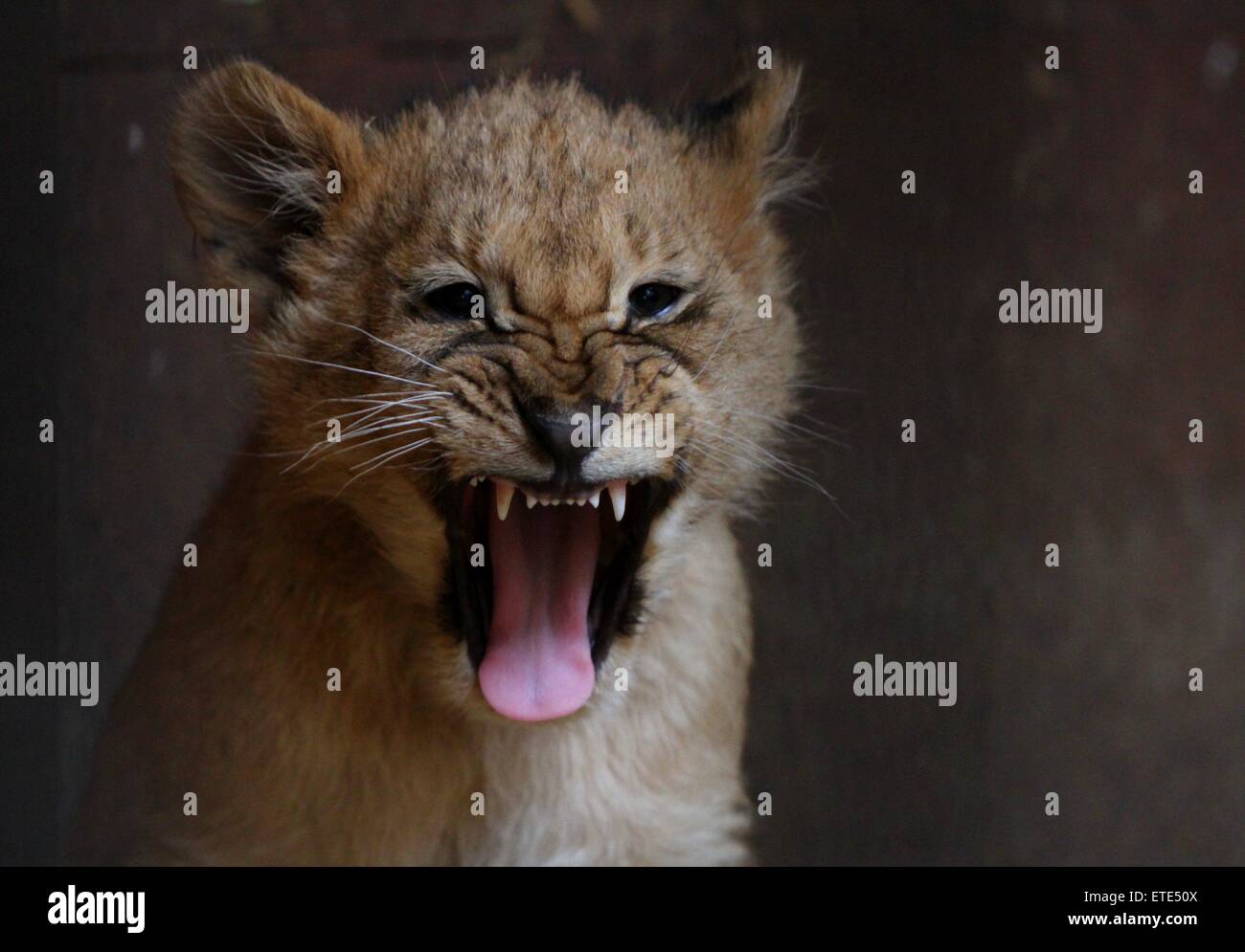 Three-month-old unnamed lion cubs are displayed to the press at Varna ...