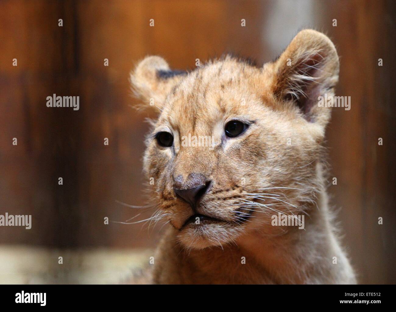 Three-month-old unnamed lion cubs are displayed to the press at Varna ...