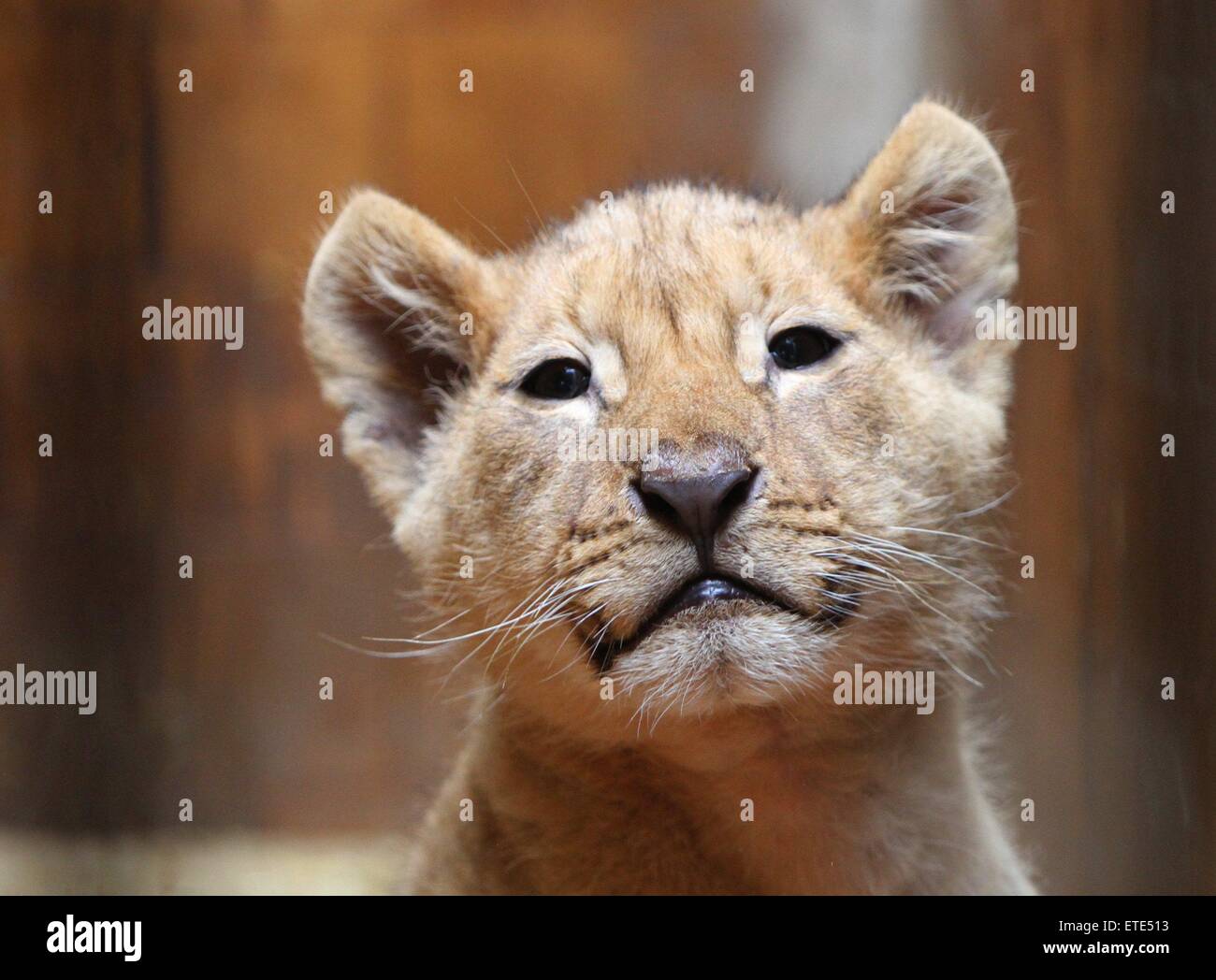 Three-month-old unnamed lion cubs are displayed to the press at Varna ...