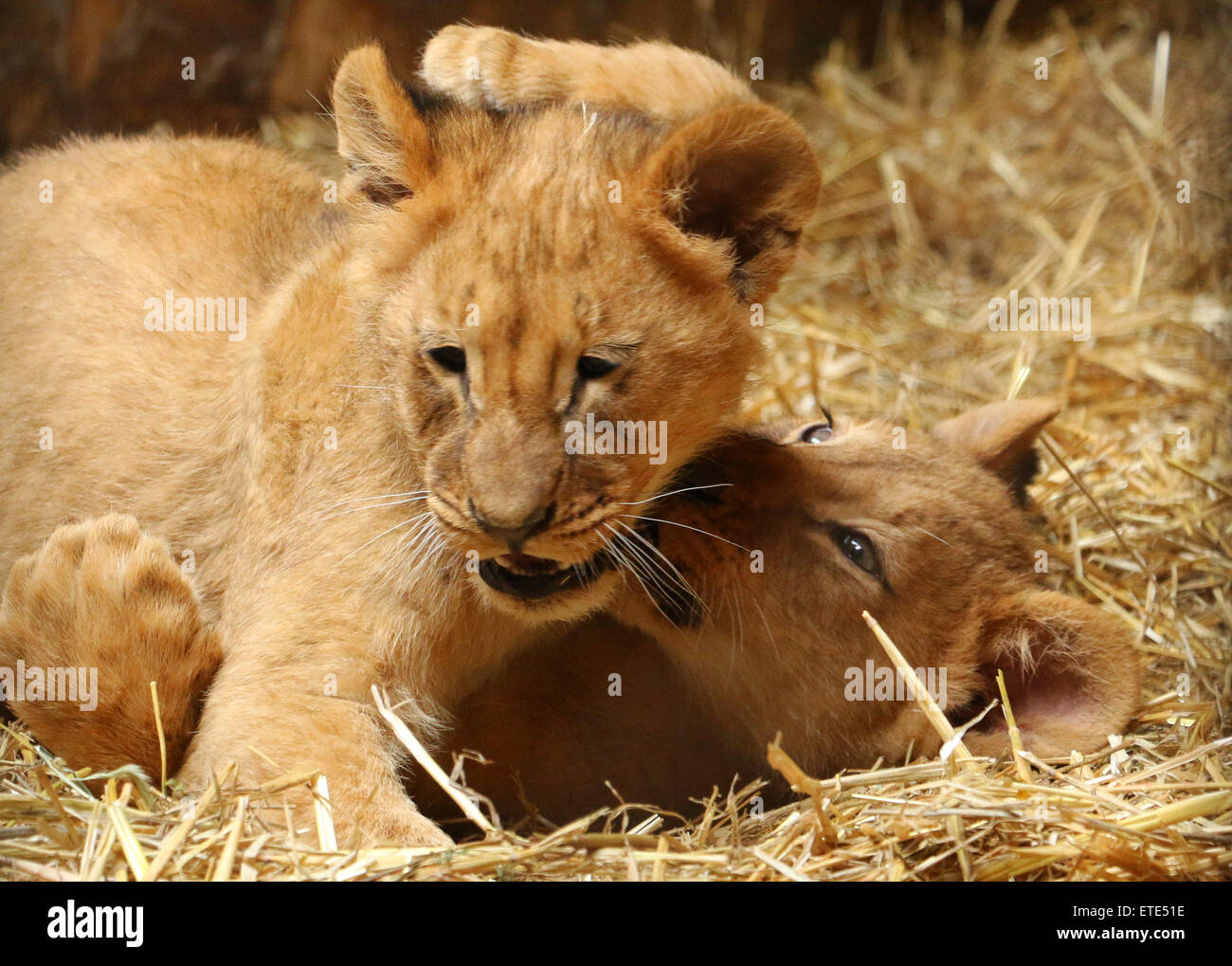 Three-month-old unnamed lion cubs are displayed to the press at Varna ...