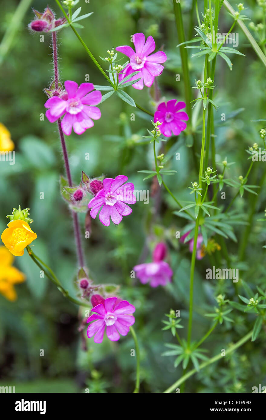 Austrian alps flower hi-res stock photography and images - Alamy