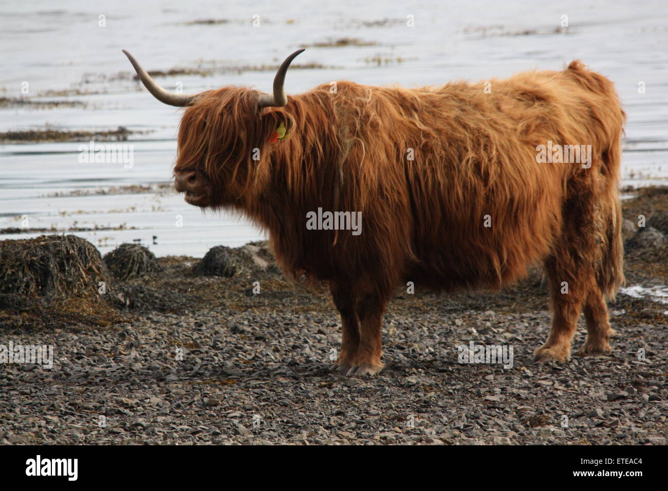 Beautiful highland cattle standing hi-res stock photography and images ...