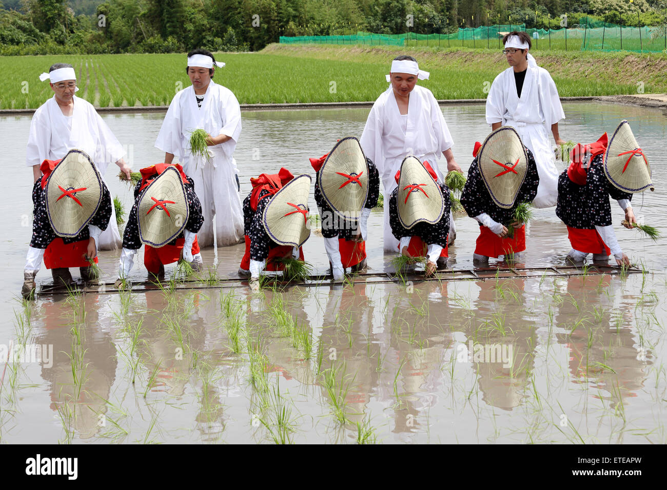 Japanese young girls plants in a rice paddy Stock Photo - Alamy