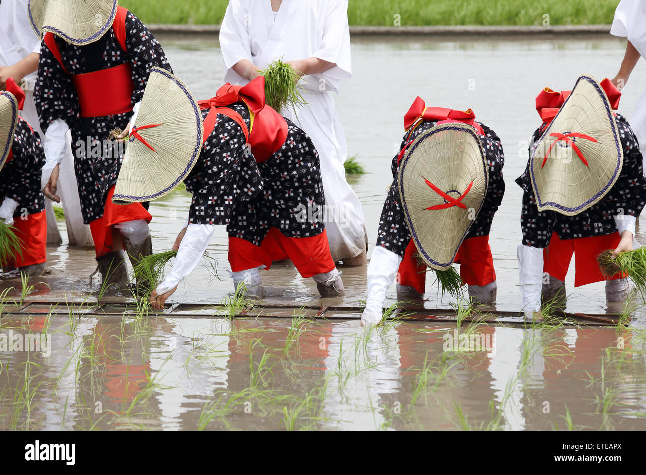 Japanese young girls plants in a rice paddy Stock Photo - Alamy