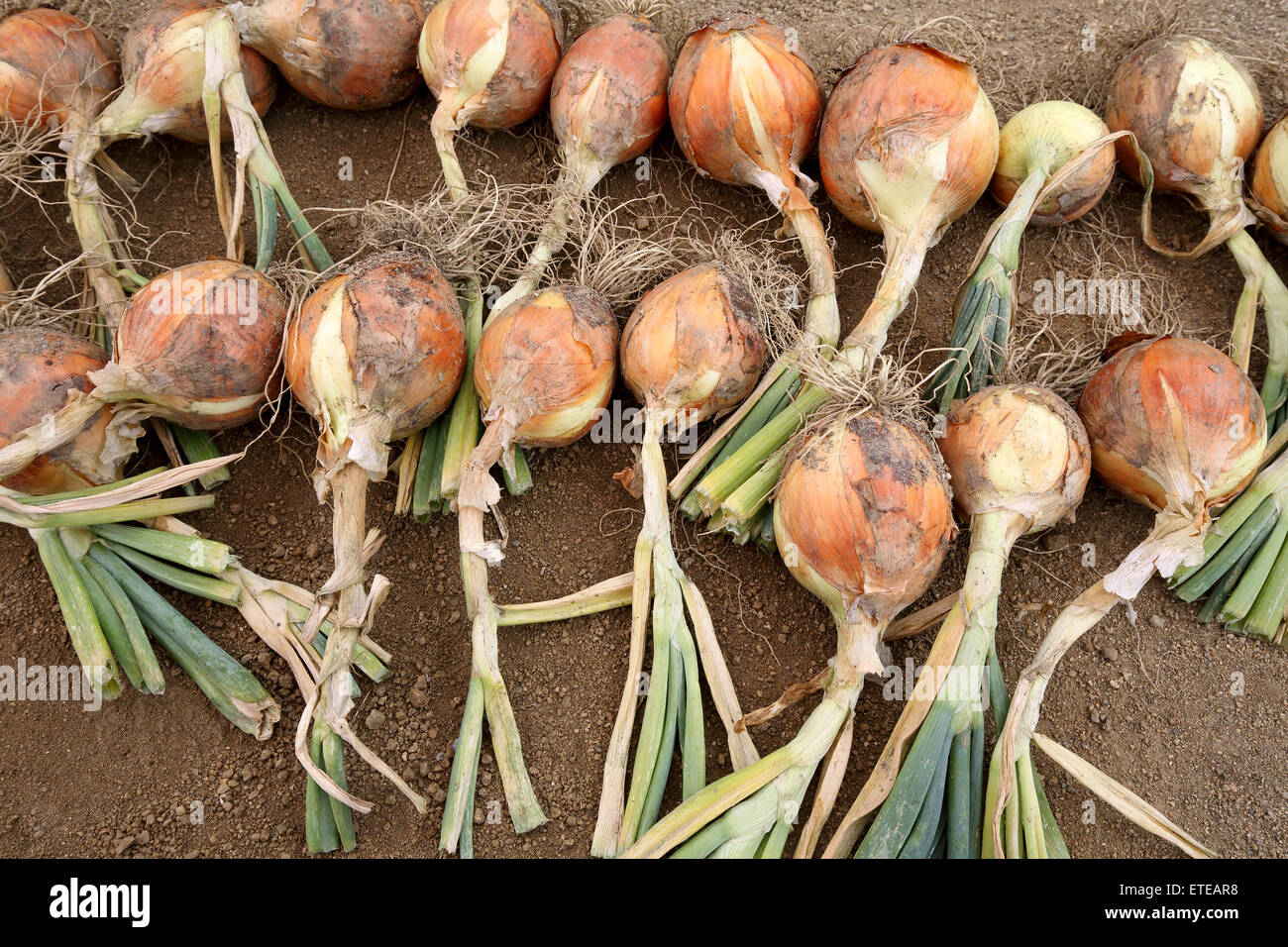 Ripe harvested onion bulbs on the field Stock Photo - Alamy