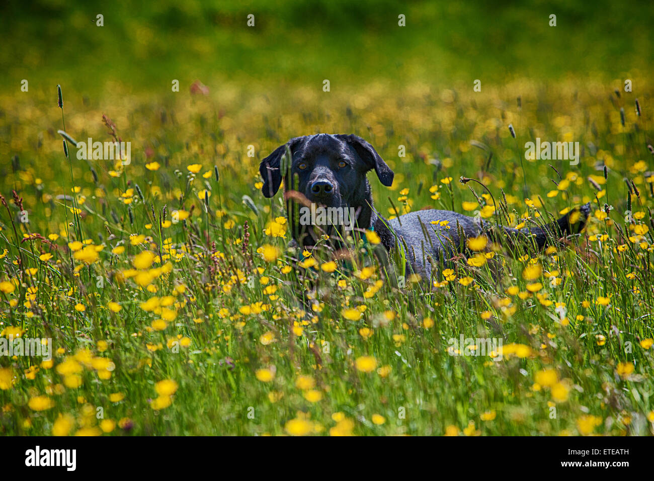 A black Labrador Retriever in a field full of Buttercups at Grassmoor ...