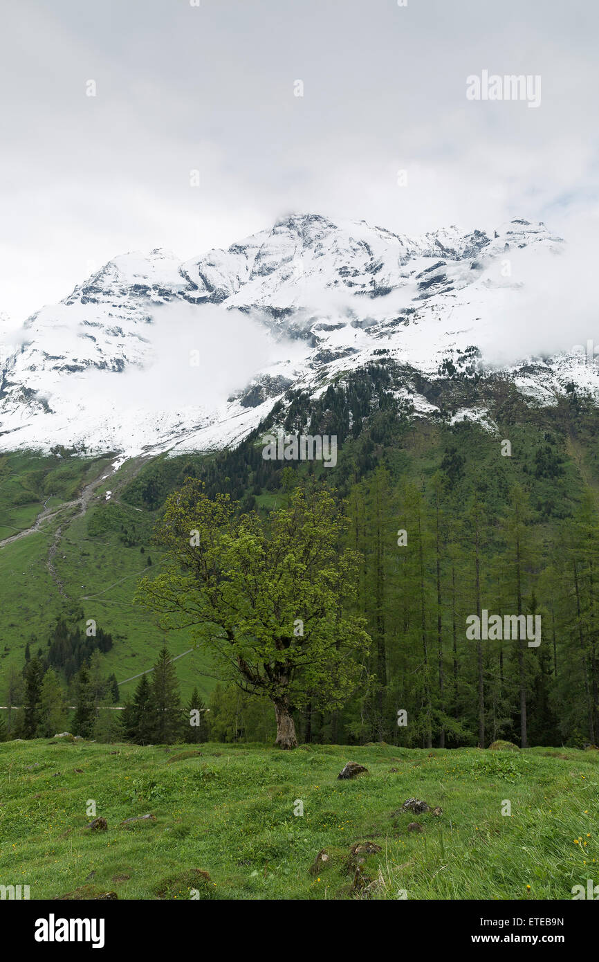 Tree and grass background hi-res stock photography and images - Alamy