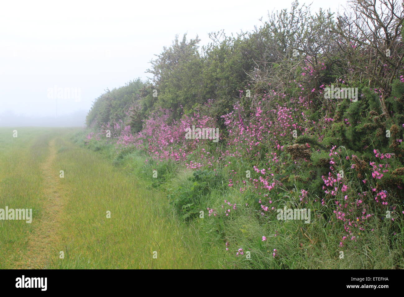 trees and hadges in countryside on a misty day Stock Photo - Alamy