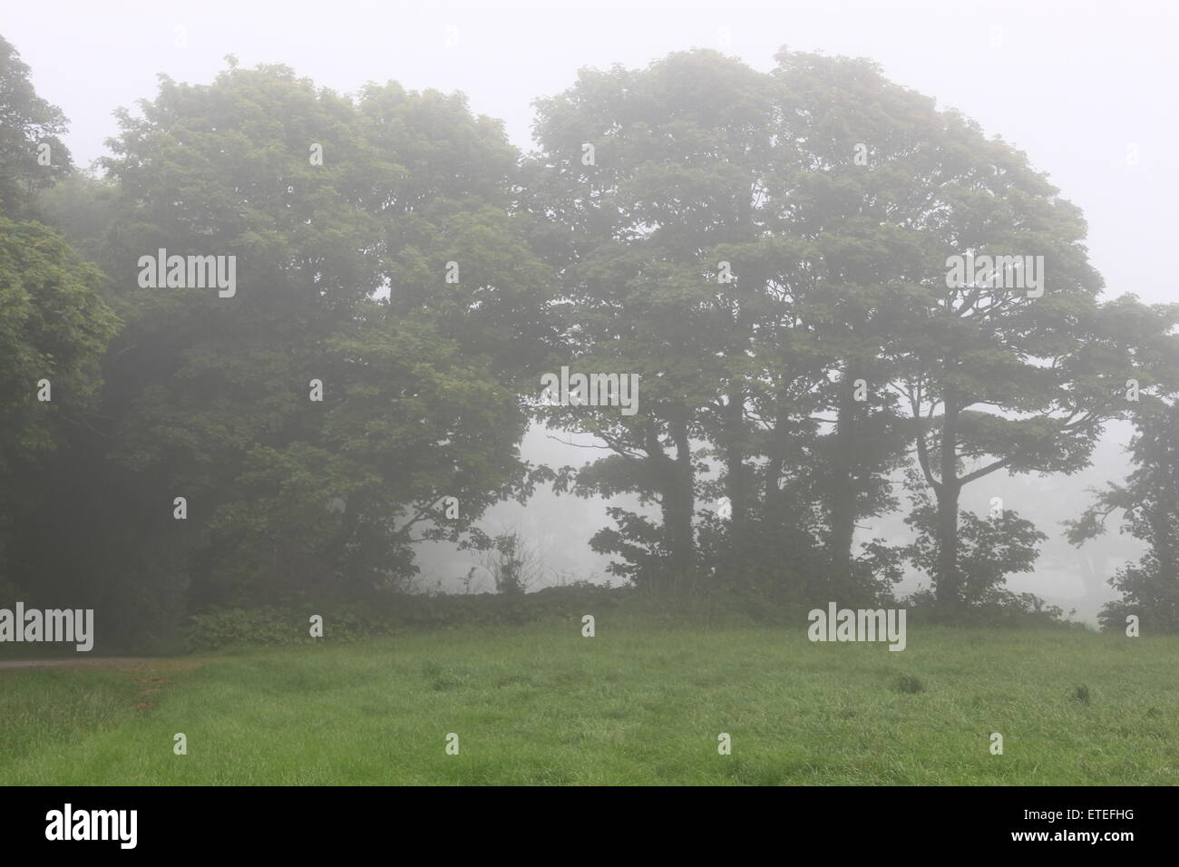 trees and hadges in countryside on a misty day Stock Photo - Alamy