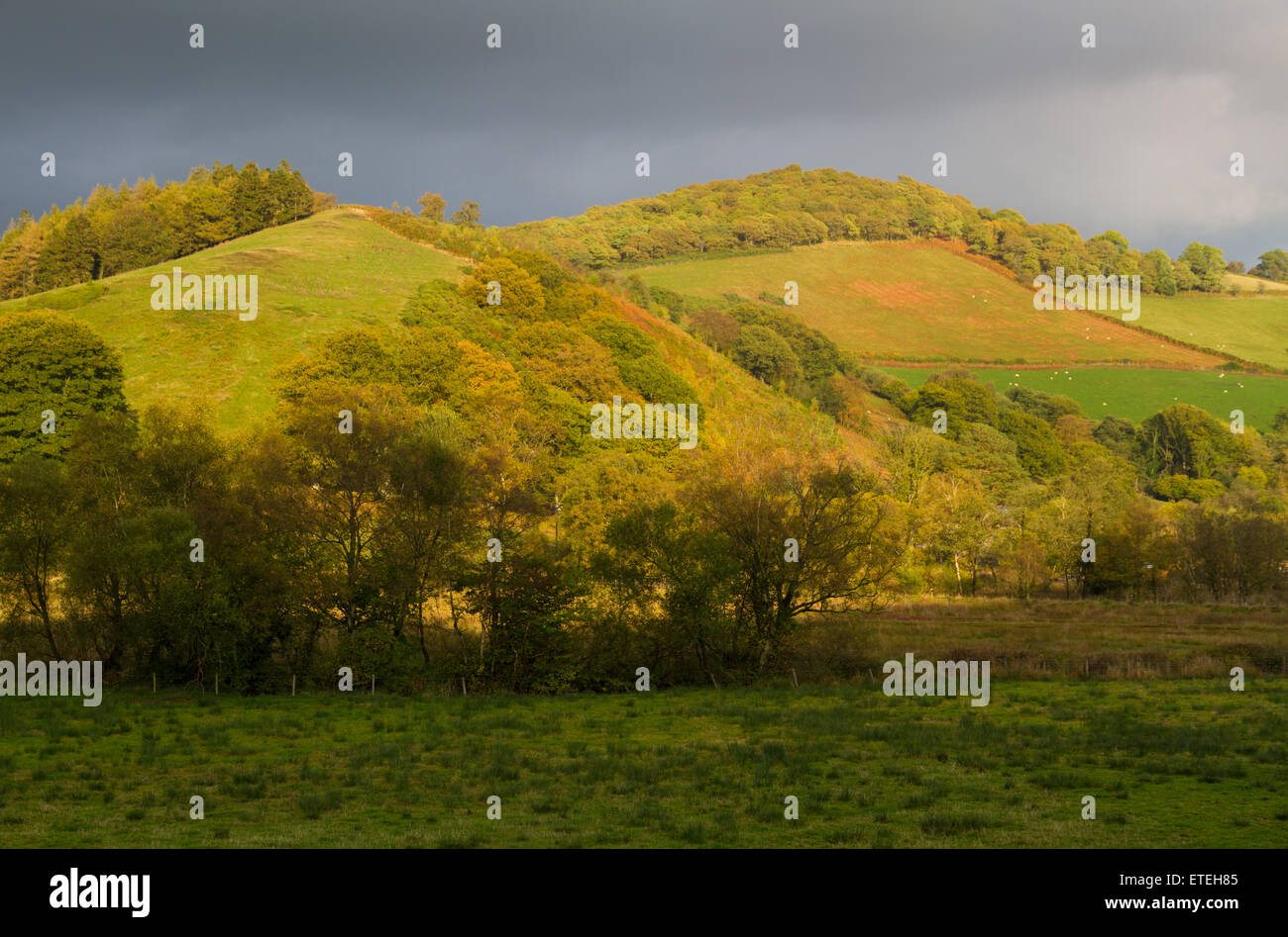 Pastoral fields and hedges. Powys, Wales. Low sunlight, green, peaceful ...