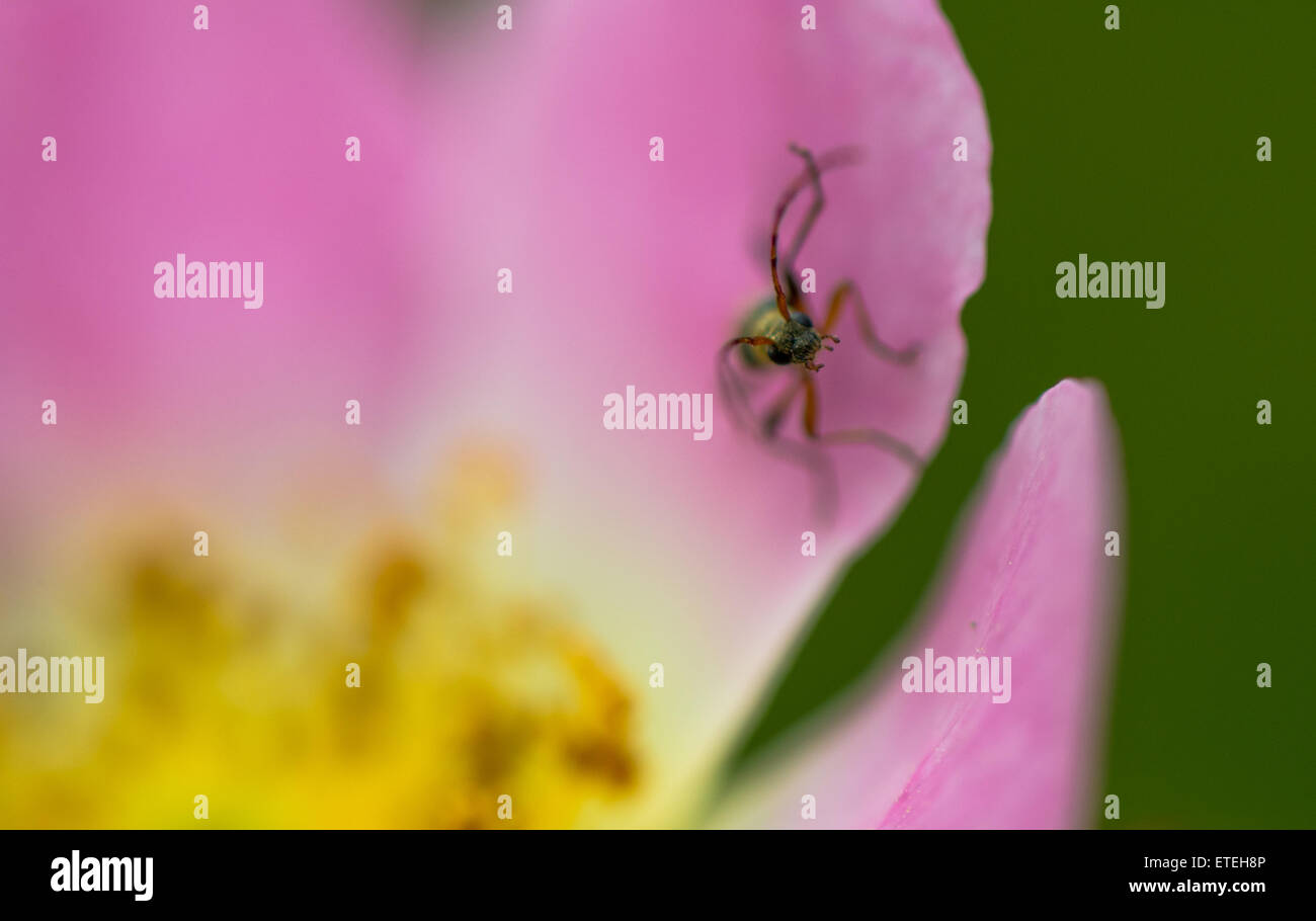 Very small insect hi-res stock photography and images - Alamy