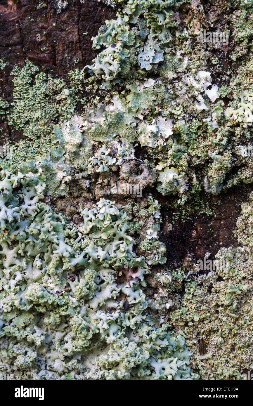Blue grey fungi hi-res stock photography and images - Alamy