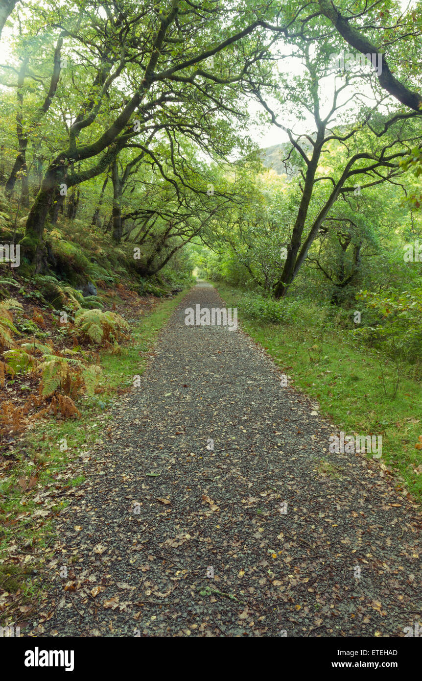 Shaded woodland path hi-res stock photography and images - Alamy