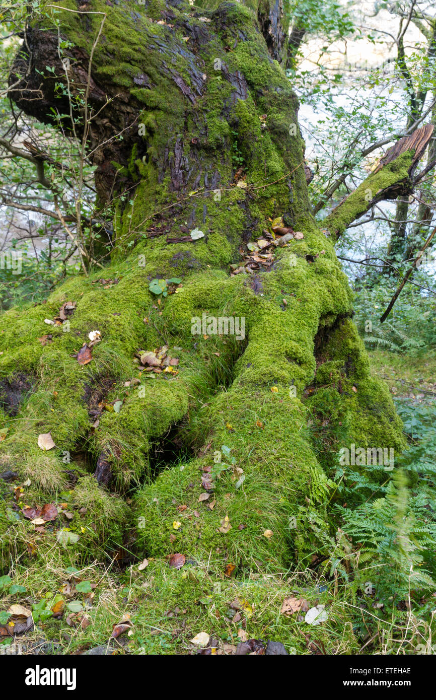 Lush green foliage base hi-res stock photography and images - Alamy