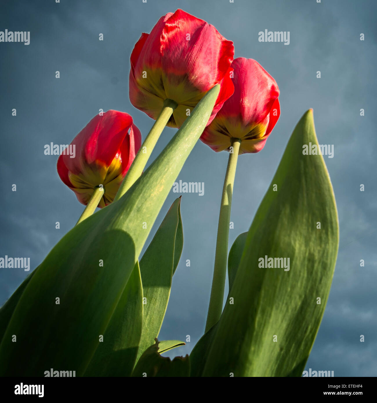Three red tulips bouquet hi-res stock photography and images - Alamy