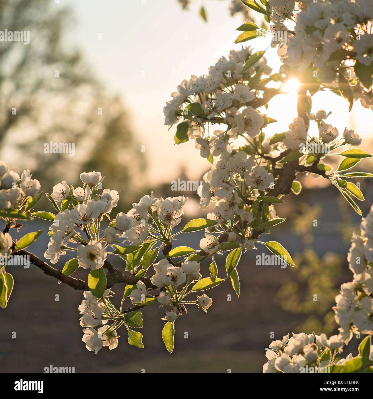 Branch with flowers of pear tree in sun backlight Stock Photo - Alamy