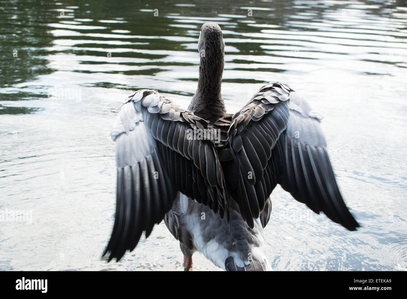A goose opening its wings Stock Photo - Alamy